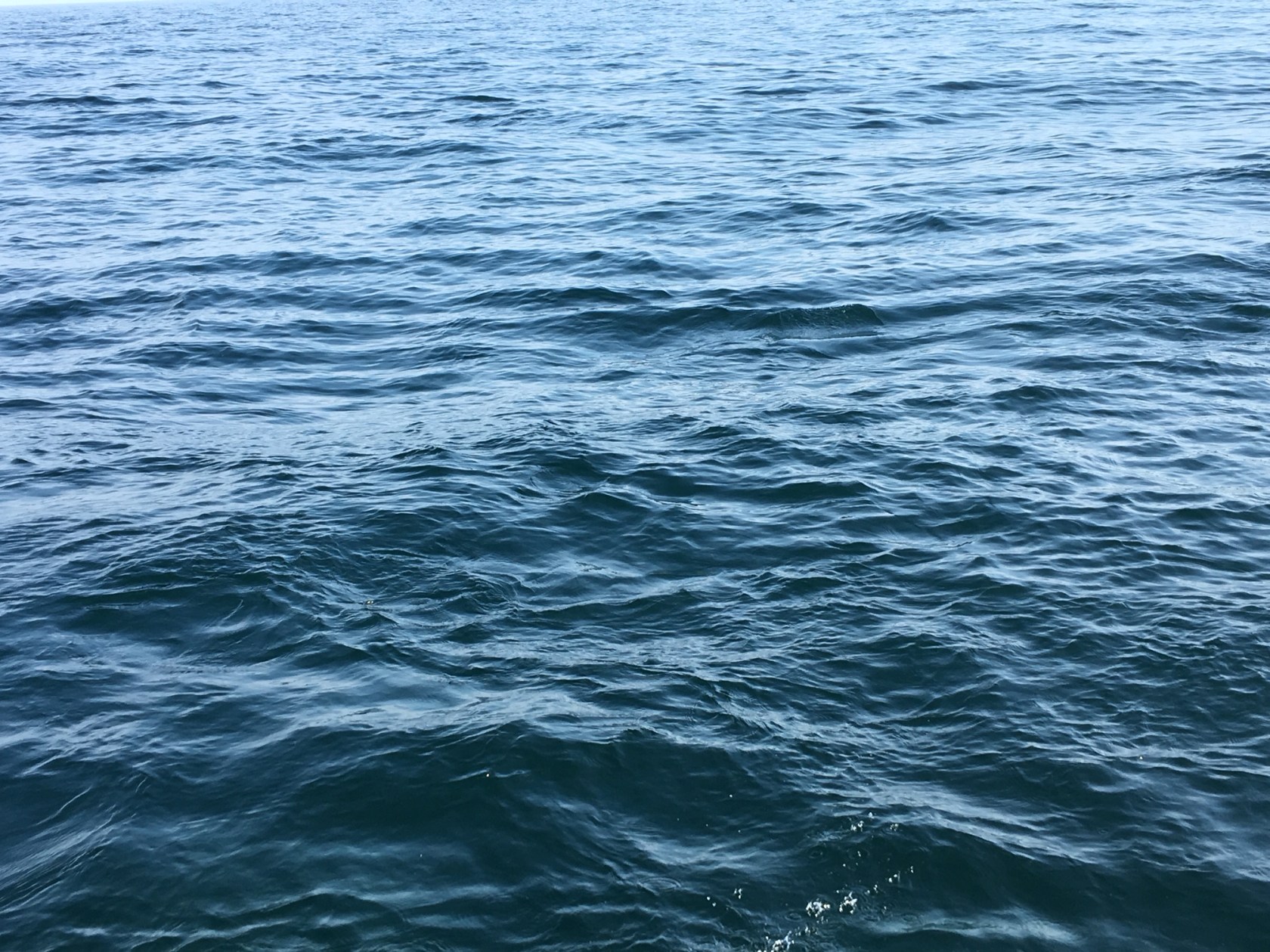 the Floating Library – A lake-based library of artist-made printed matter.